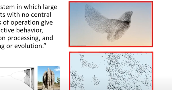 Video on agent-based modeling for CAMP international | Moritz Lab